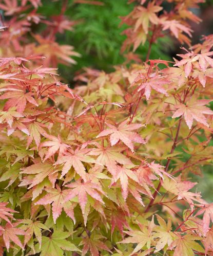 Varieties of Japanese maples – 10 show-stopping acers | Homes and Gardens