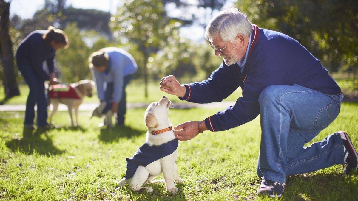 32 things to know about service dogs | PetsRadar