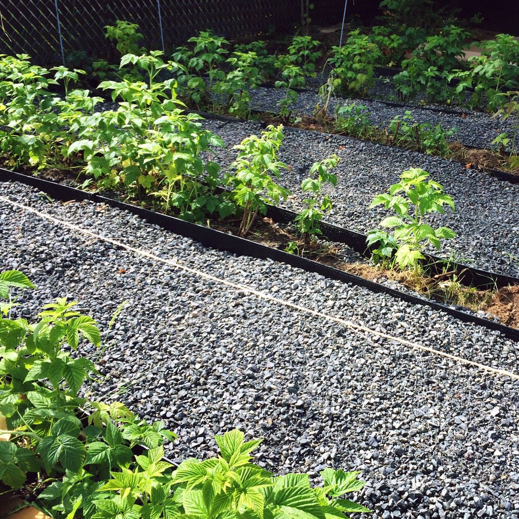 When to prune raspberries - gardening experts share their easy guide ...