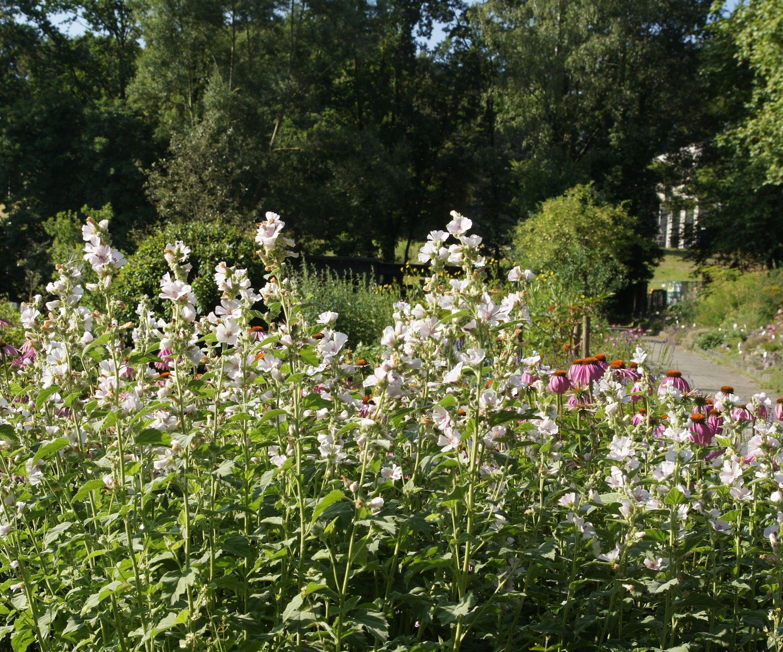 How to grow marsh mallow plants: expert gardening advice | Homes and Gardens