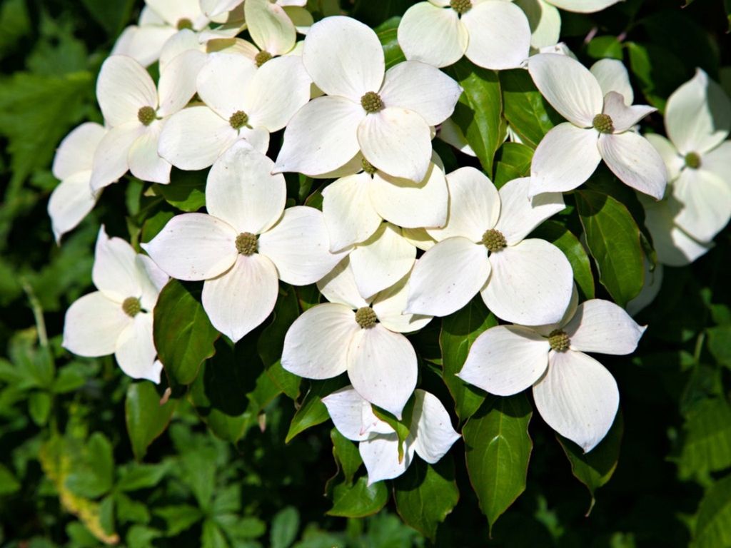 Planting Dogwood Kousa Tree - How To Take Care Of Kousa Dogwoods ...