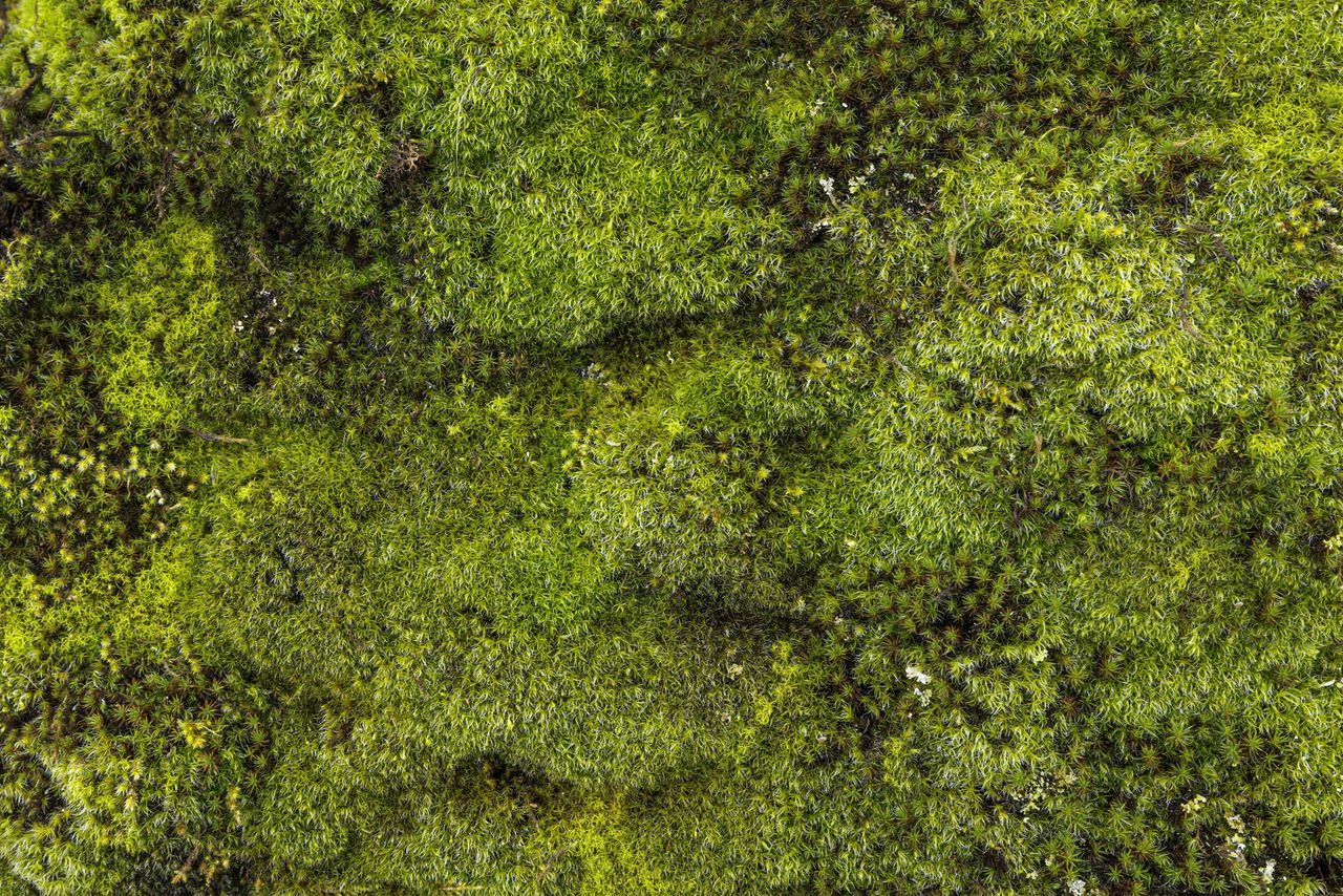 17 Grass Alternatives That Are Easy to Maintain | Livingetc