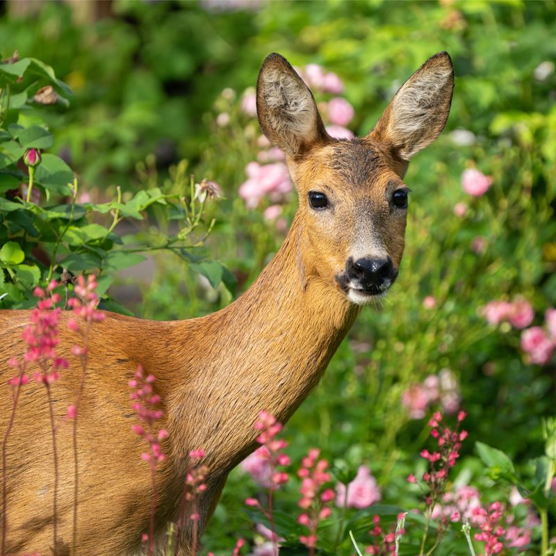 Tips & Information about Animals | Gardening Know How