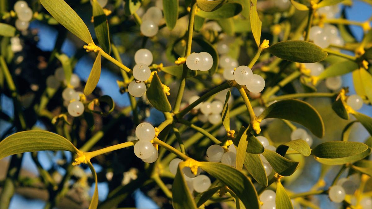 How to grow mistletoe at home to use in your Christmas decor | Homes ...