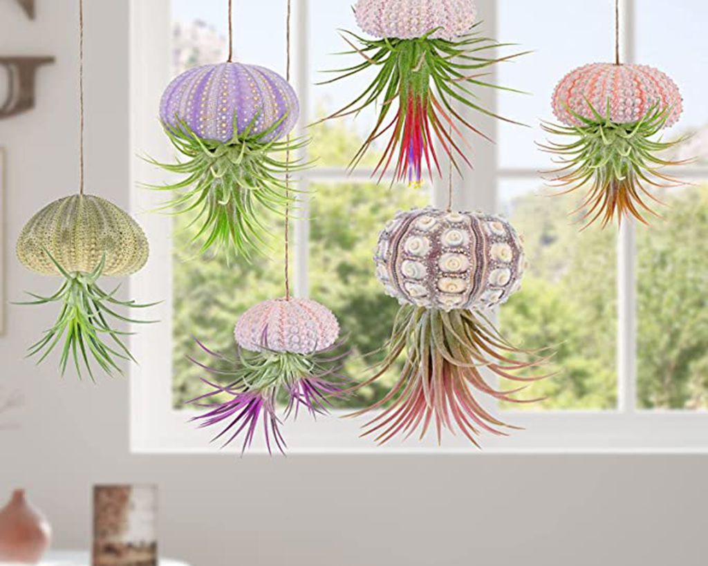 10 unusual plants you wouldn't think of adding to your home | Real Homes