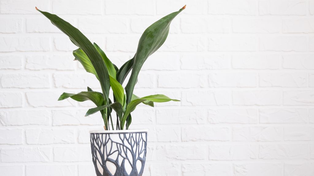 How to care for an aspidistra: 5 expert houseplant tips | Homes and Gardens
