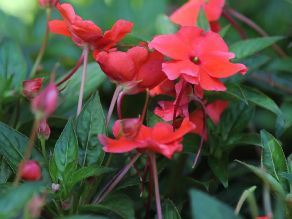 Impatiens Propagation: How To Root Impatiens Cuttings | Gardening Know How