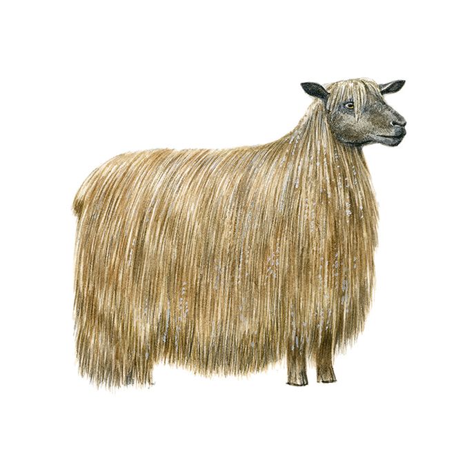 21 native British sheep breeds and how to recognise them | Country Life