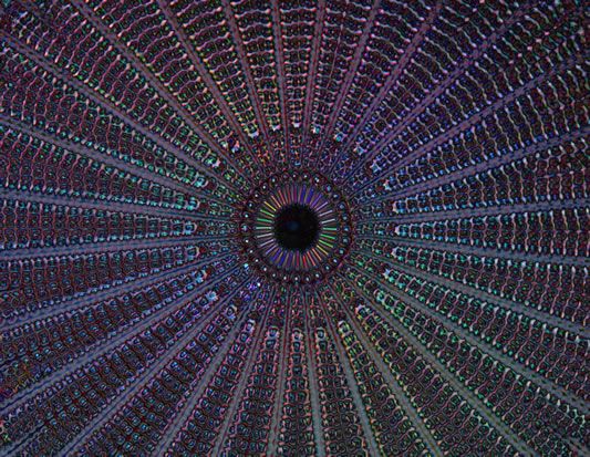 Magnificent Microphotography: 50 Tiny Wonders: Page 3 | Live Science