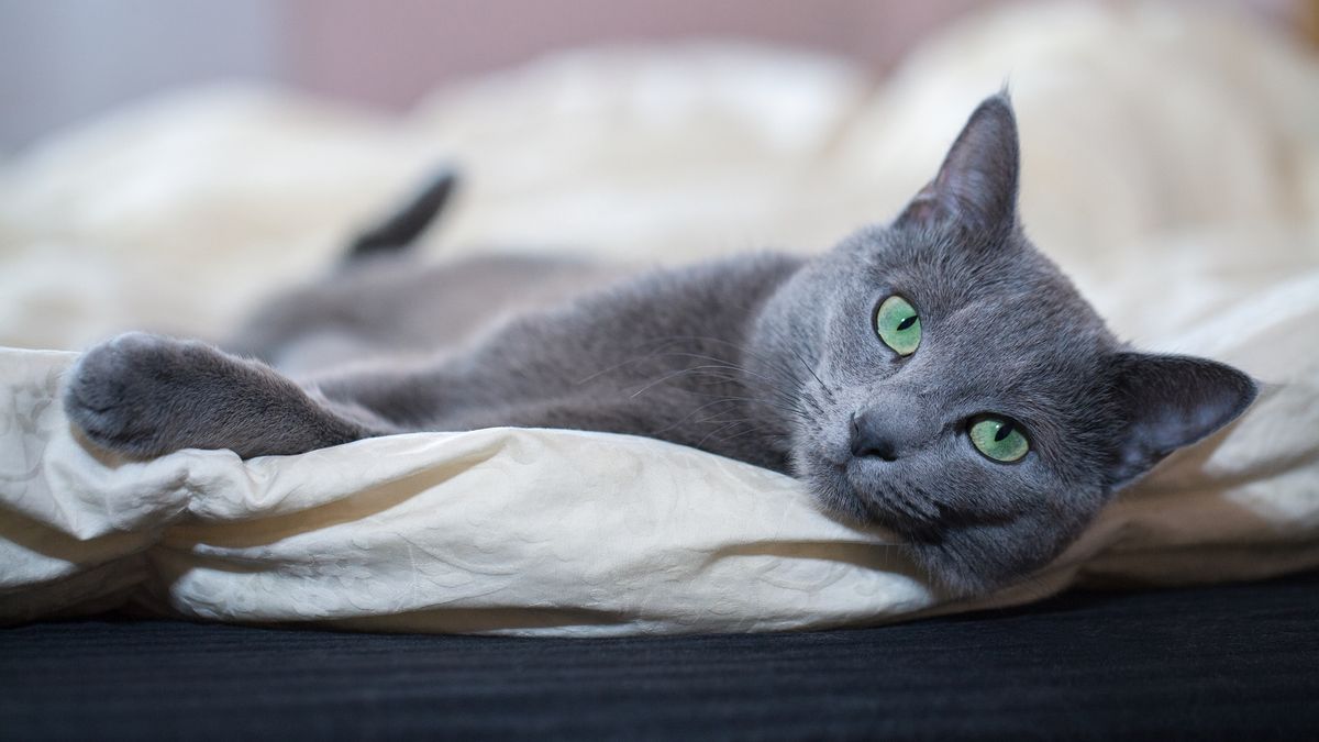 32 low energy cat breeds for owners who just want to chill | PetsRadar