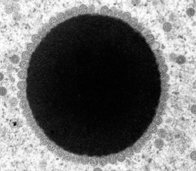 Why Scientists Are Growing Herpes-Ridden Turtle Skin in the Lab | Live ...