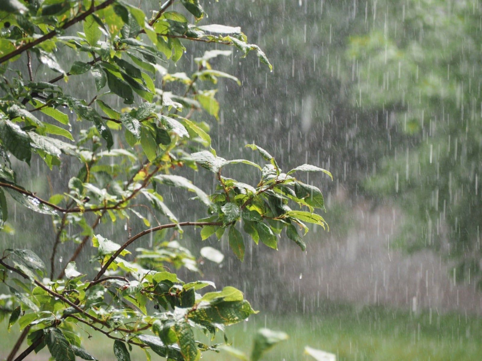 Why Does Rain Smell? How Plants And Soil Make “Rain Smell” | Gardening ...