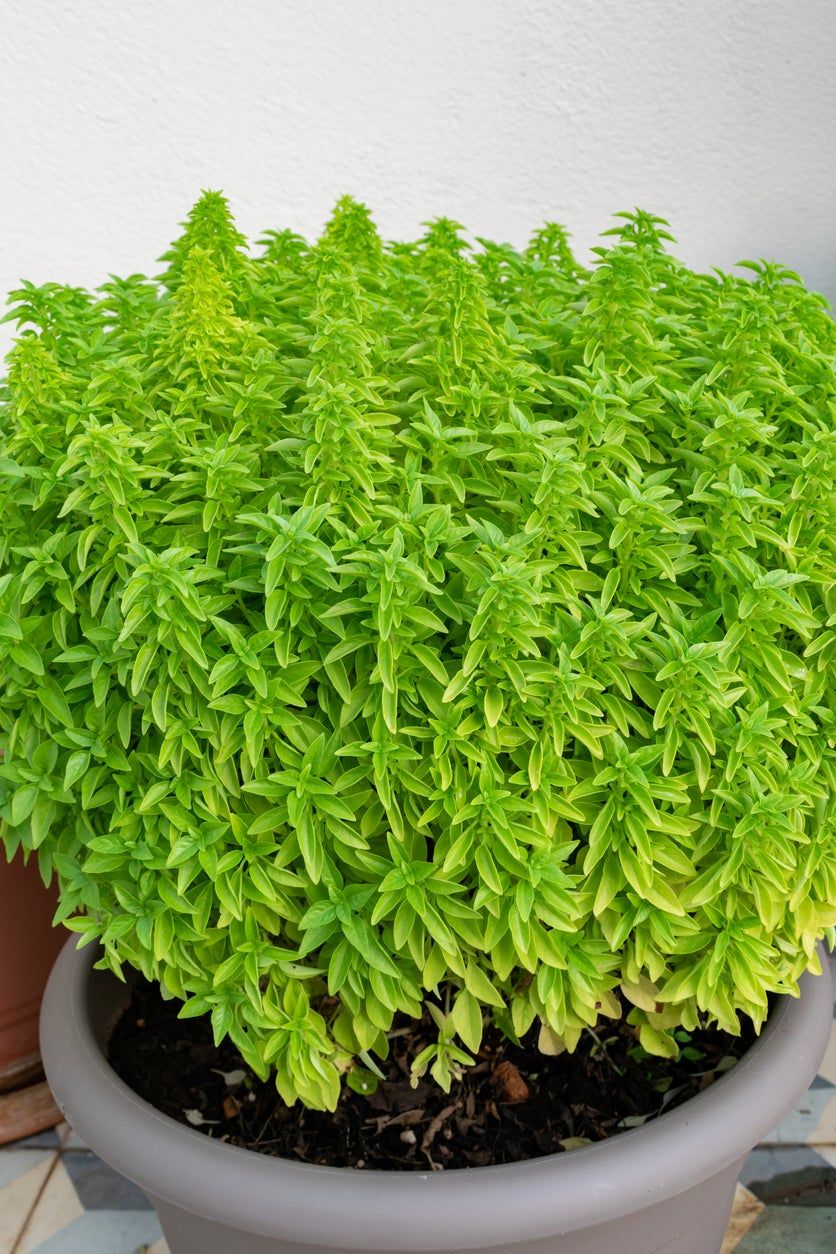 Basil ‘Fino Verde’ Info: How To Care For Fino Verde Basil Plants ...