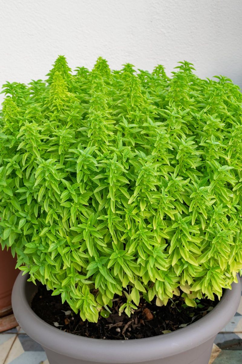 Tips & Information about Basil | Gardening Know How