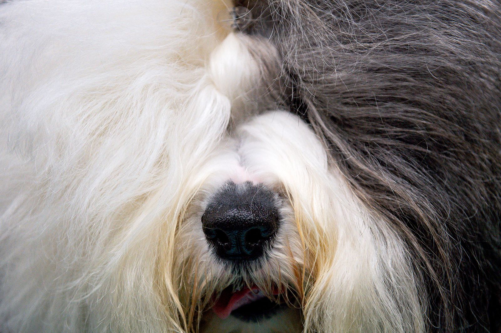 The irresistible Old English Sheepdog: 'What could be more wonderful ...