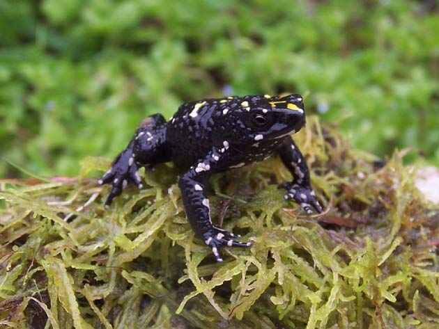 40 Freaky Frog Photos | Images of Frogs | Amphibian Pictures | Live Science