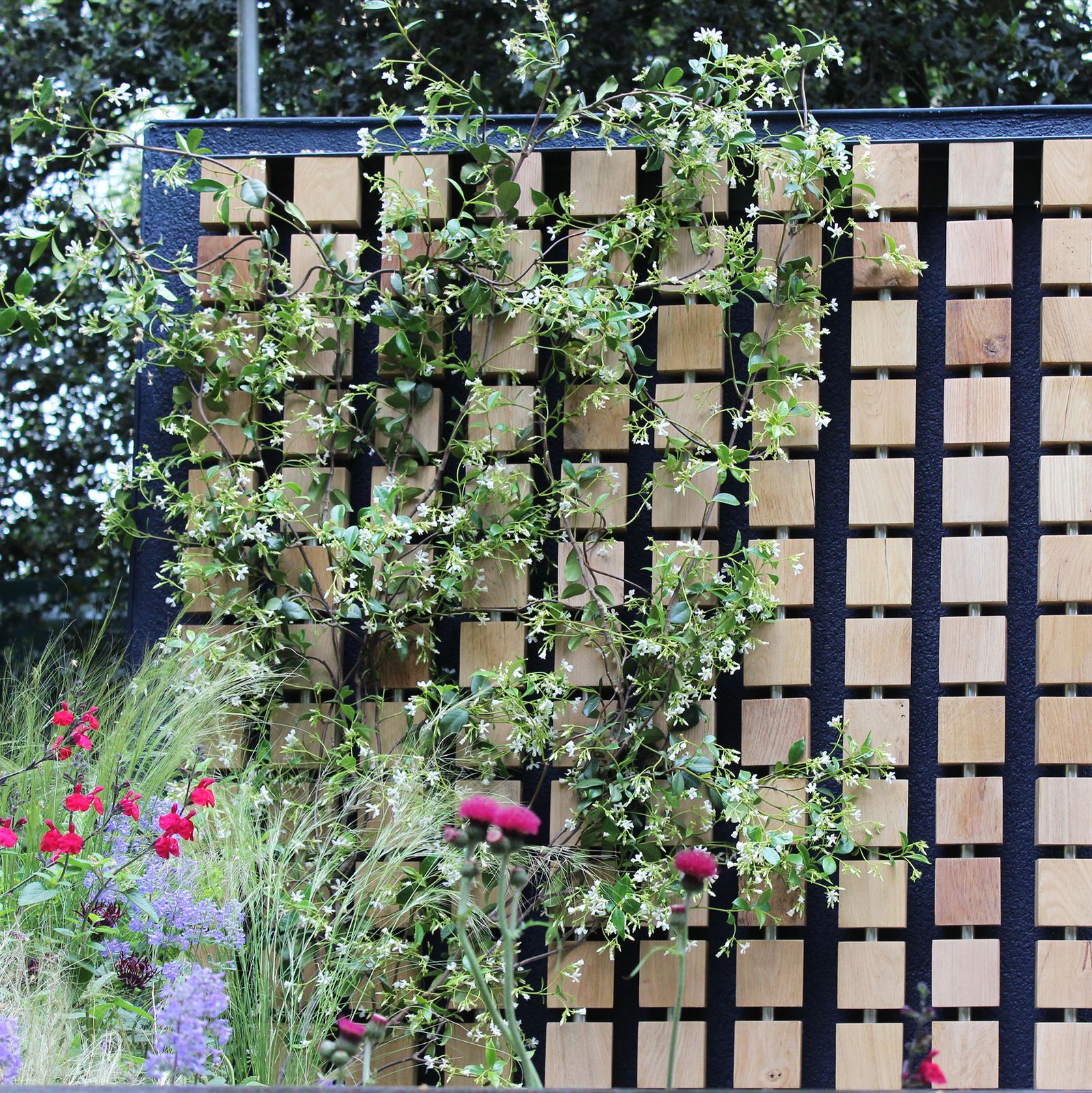 8 of the best climbing plants for pots to add height and style to your ...