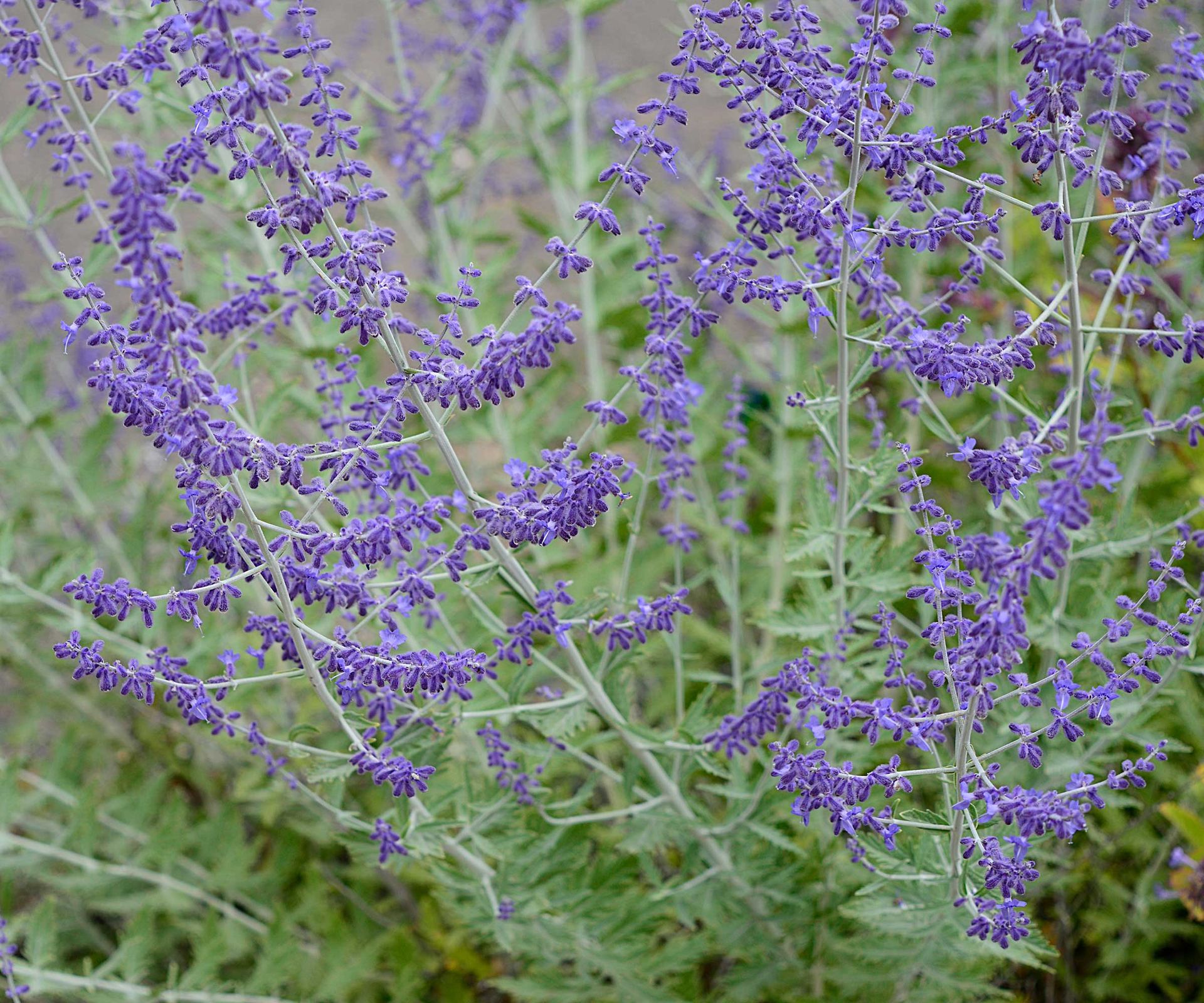 Russian Sage Benefits