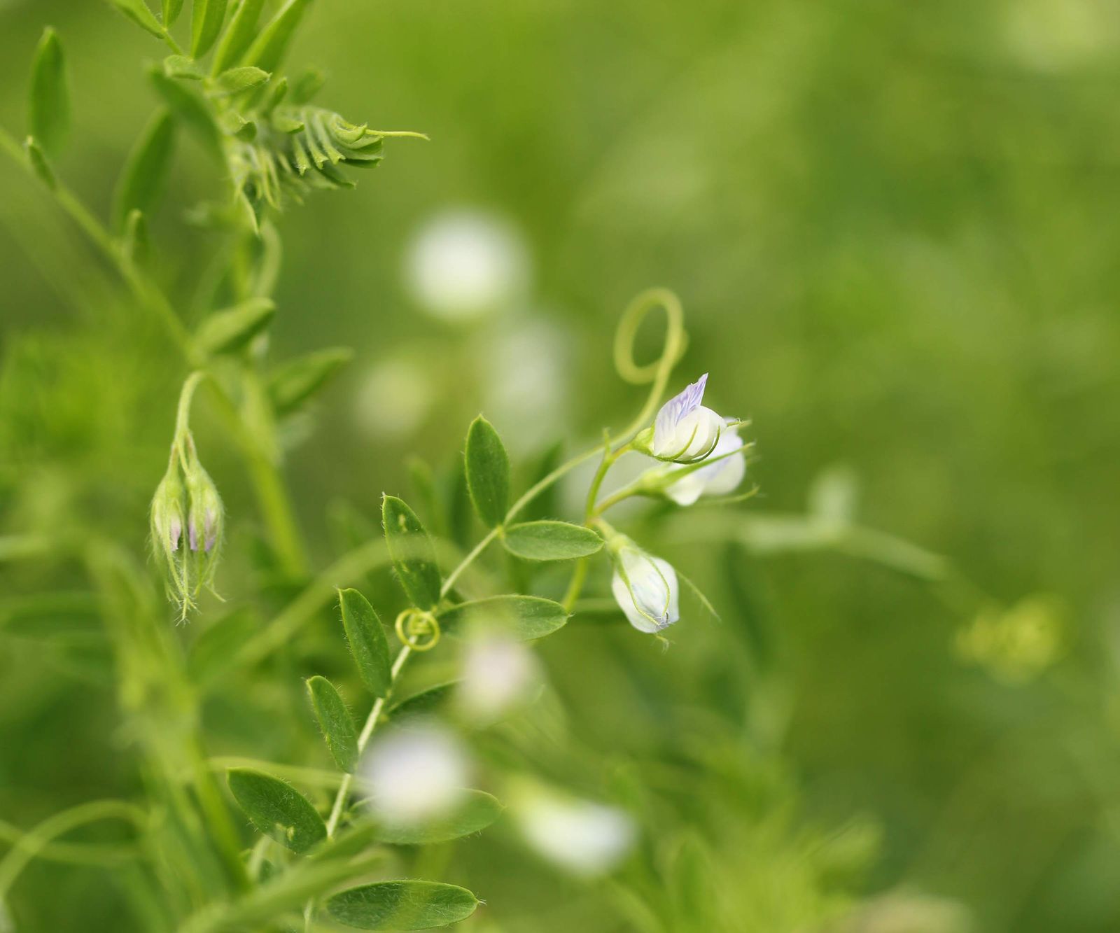 See how to grow lentils in your backyard vegetable garden | Homes and ...