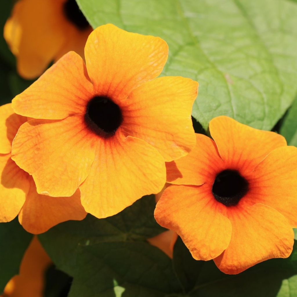 Tips & Information about Vines | Gardening Know How