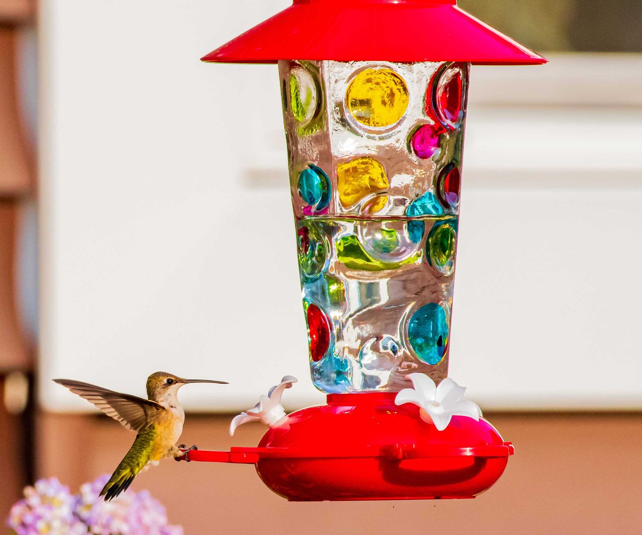 Where to place a hummingbird feeder – 5 essential tips | Homes and Gardens