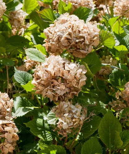 Top tips for deadheading hydrangeas | Gardeningetc