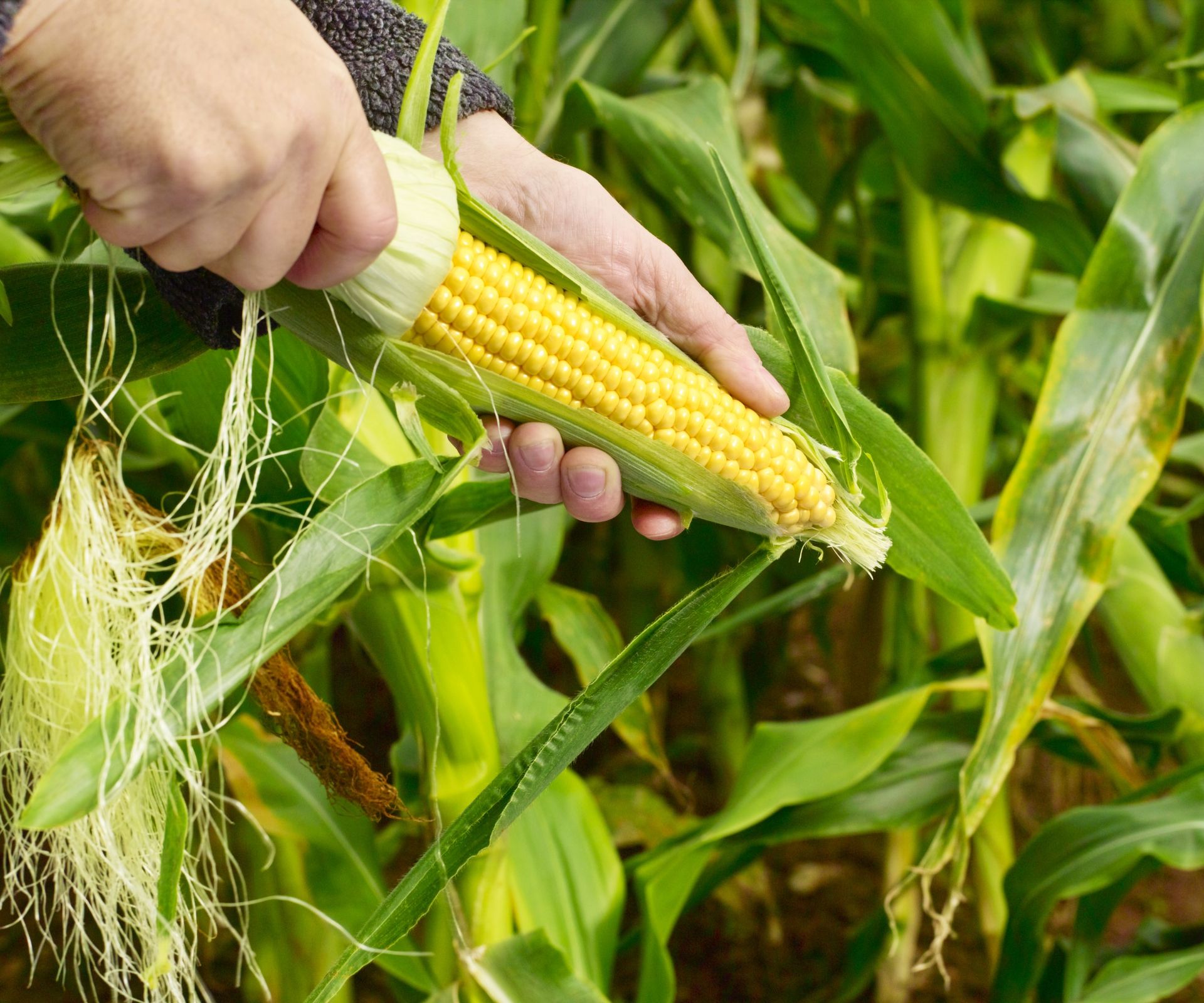 Best drought-tolerant vegetables: crops for dry conditions | Homes and ...