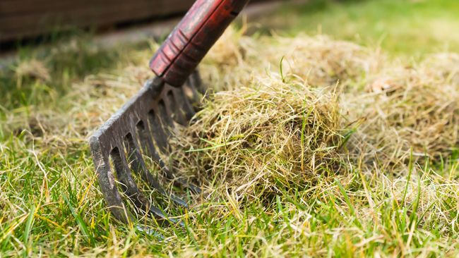 What is snow mold and how can I protect my lawn from it this winter ...