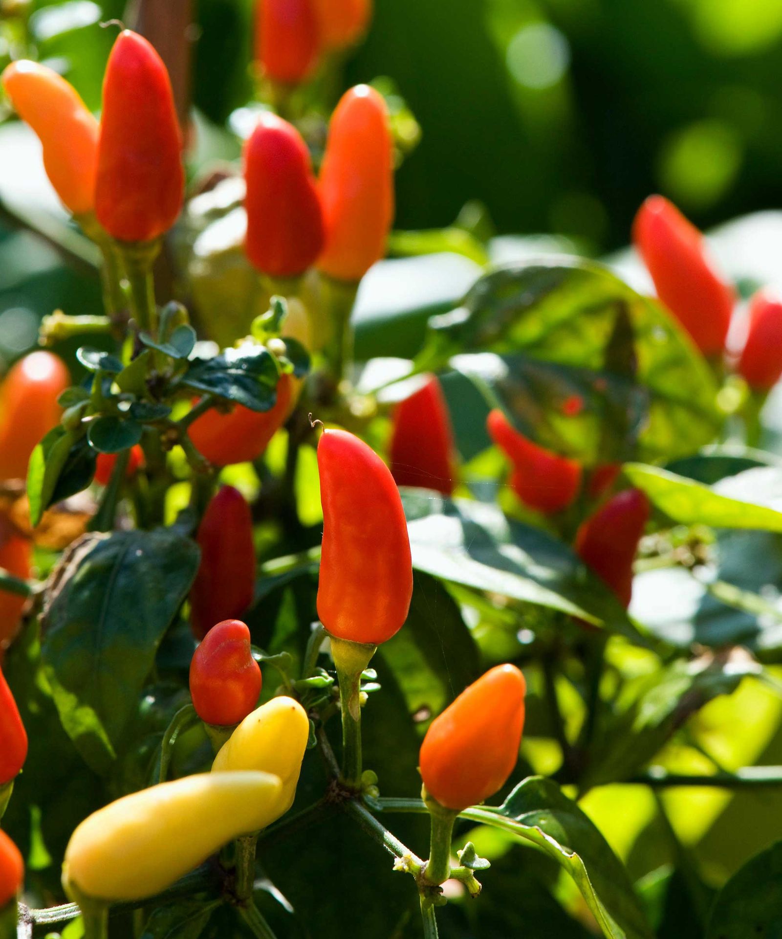 Types of chili peppers: the 10 best varieties to grow | Homes and Gardens