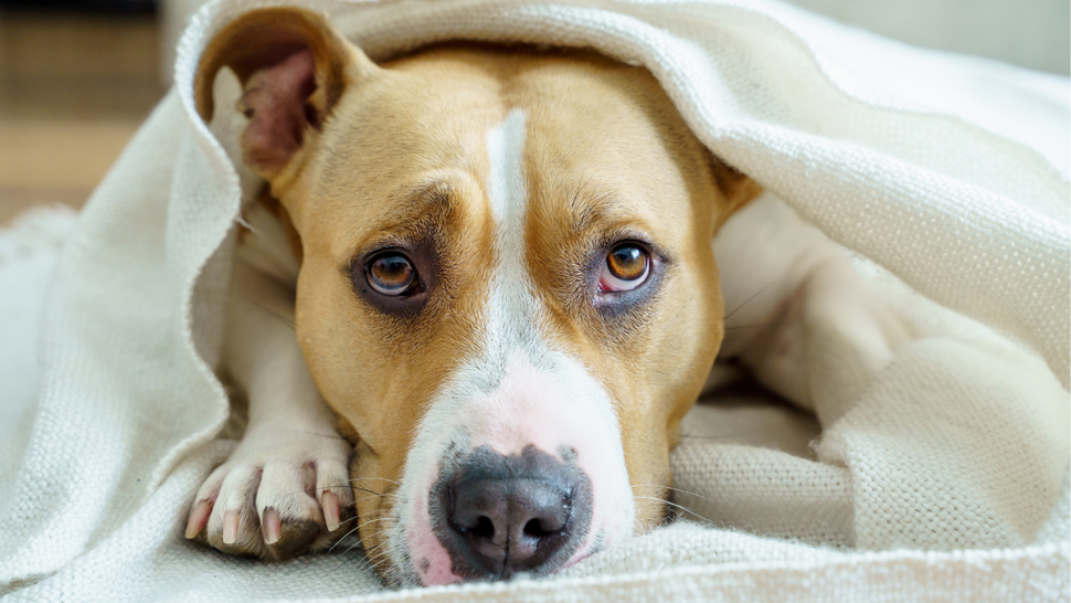 Signs a dog is in pain: A vet's guide to spotting them | PetsRadar