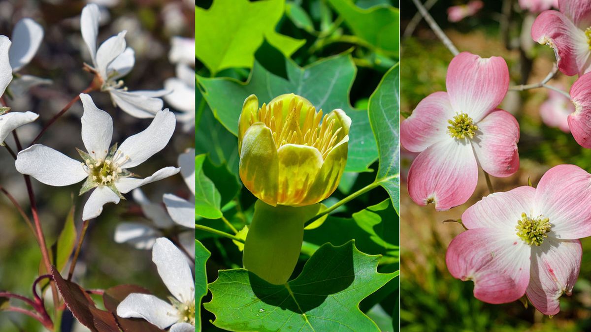 7 of the best trees for climate change | Homes and Gardens