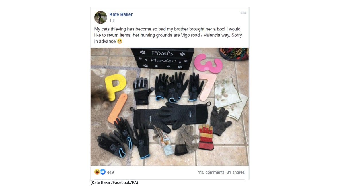Pet owner sheepishly returns her cat burglar's swag | PetsRadar