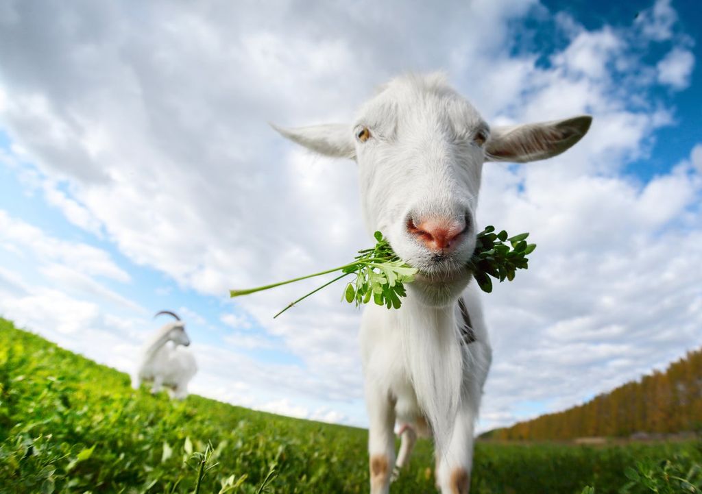 Plants Goats Can’t Eat – Are Any Plants Poisonous To Goats | Gardening ...