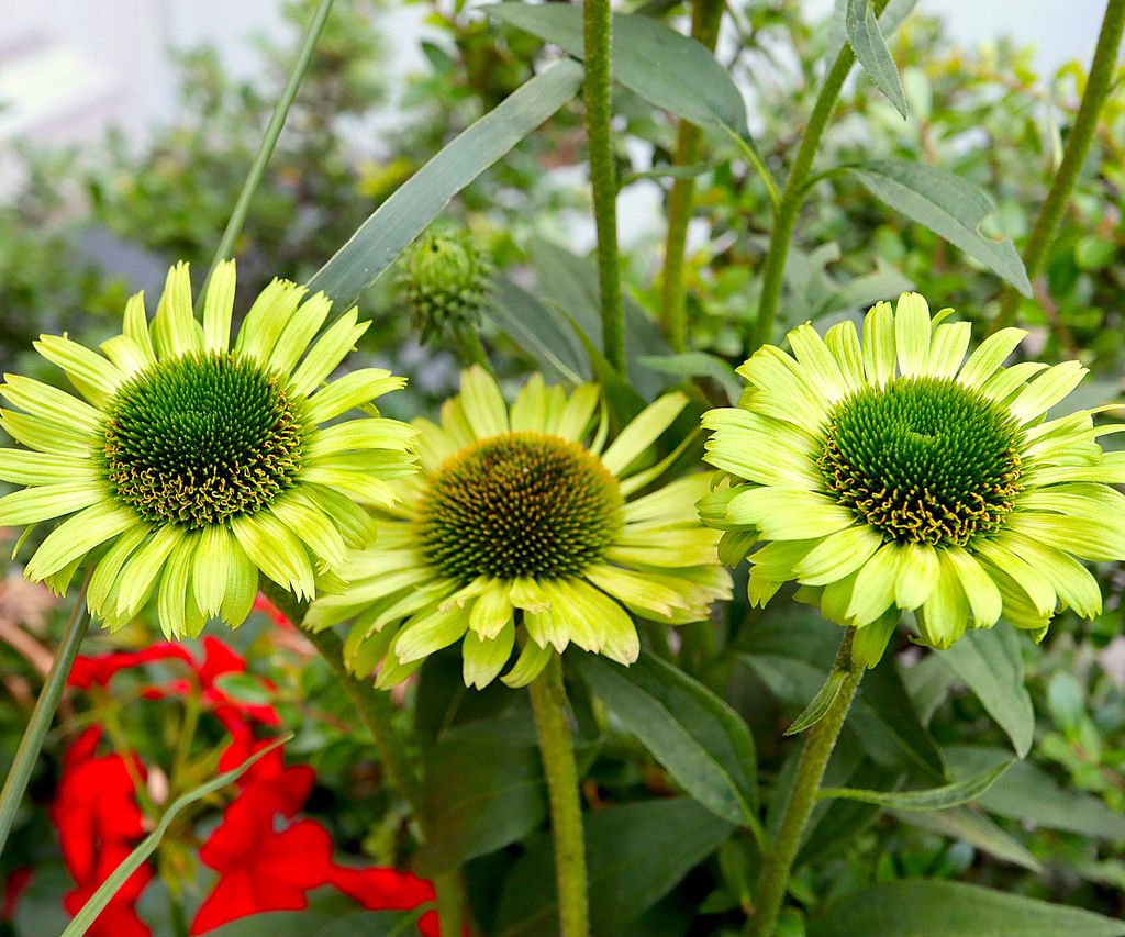 Grow The Color Of The Year With Cyber Lime Plants | Gardening Know How