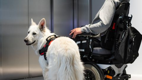 32 things to know about service dogs | PetsRadar