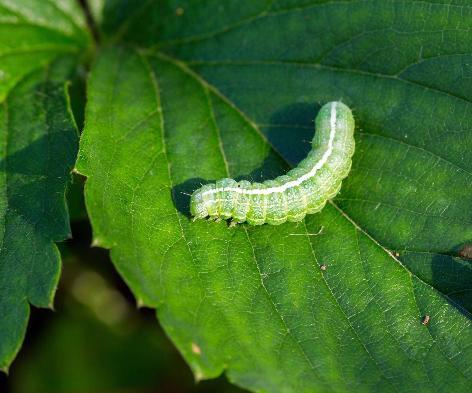 How to keep caterpillars out of a vegetable garden | Homes and Gardens