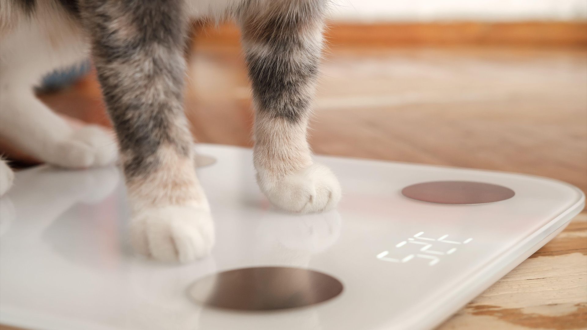 Best scales for pets 2024: to check and monitor their weight at home ...