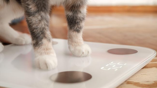 Best scales for pets 2024: to check and monitor their weight at home ...