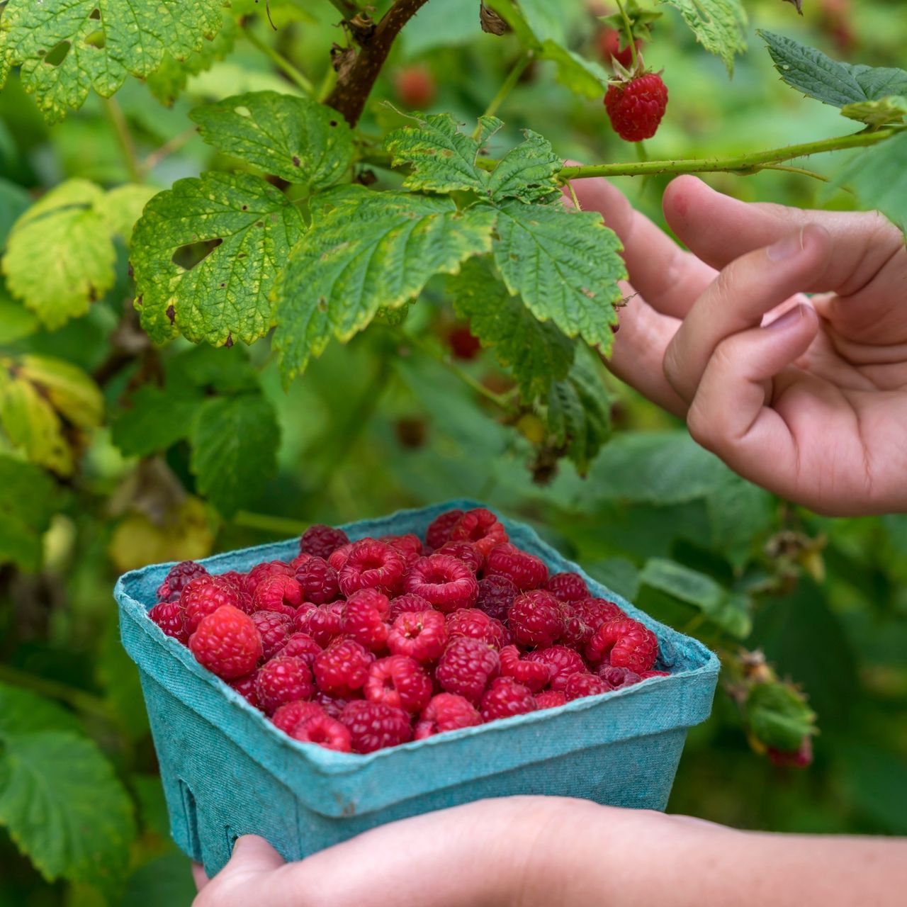 When to prune raspberries - gardening experts share their easy guide ...