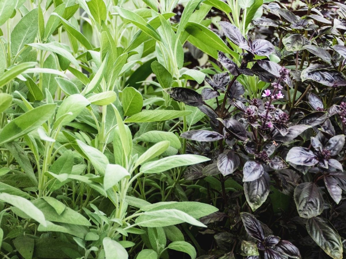 Companion Planting With Sage In The Garden | Gardening Know How