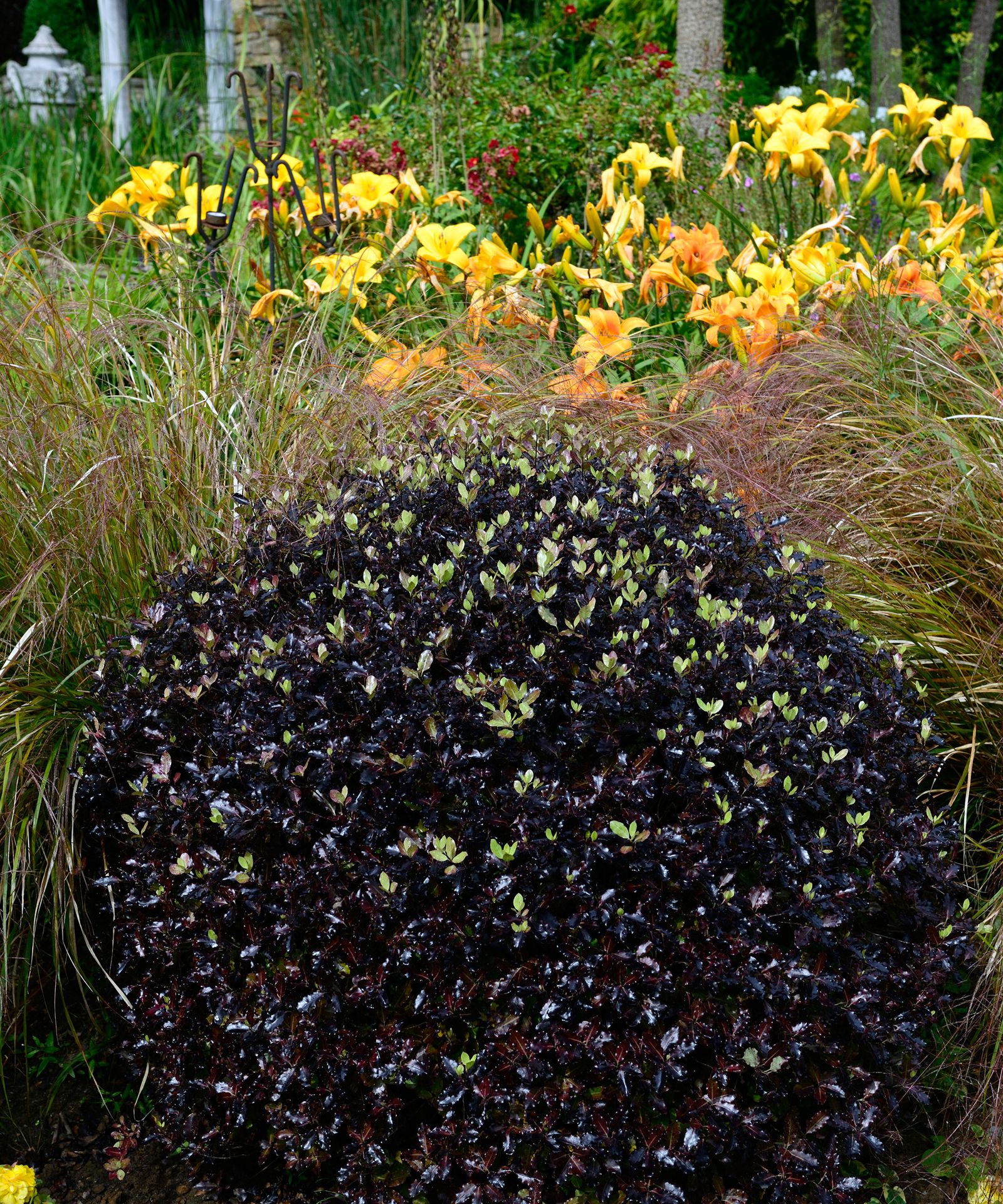 Landscaping shrubs: 10 varieties to add instant impact | Homes and Gardens