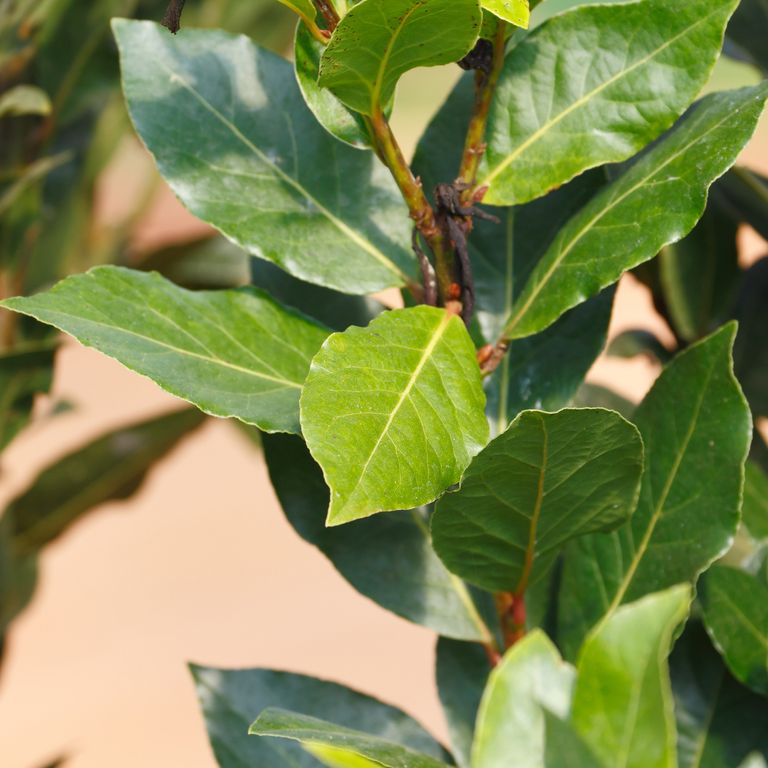 When and how to prune bay trees: everything you need to know | Ideal Home