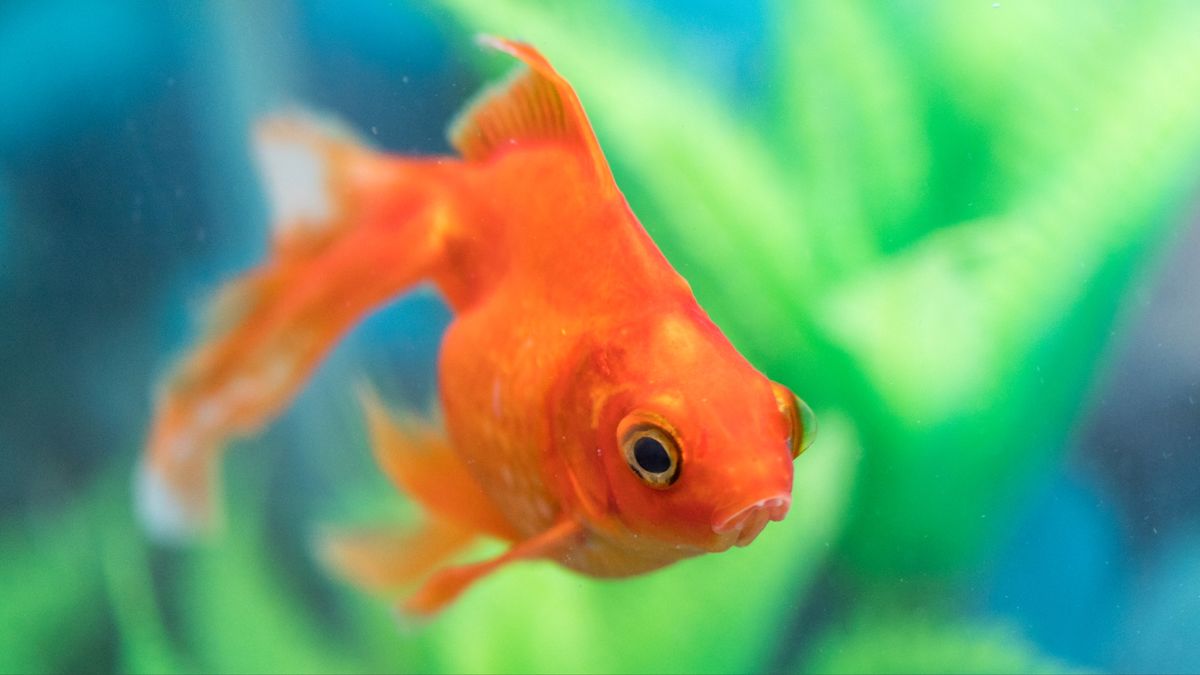 Types of freshwater fish for pets you can keep at home | PetsRadar