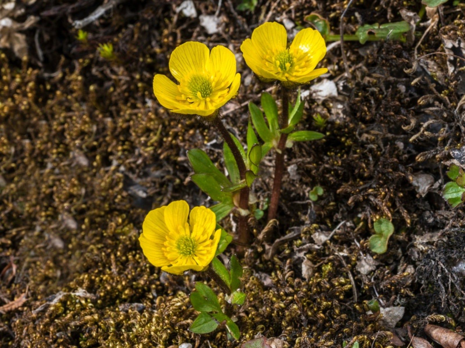 Ranunculus Bulbs: Growing Ranunculus Flowers In The Garden | Gardening ...