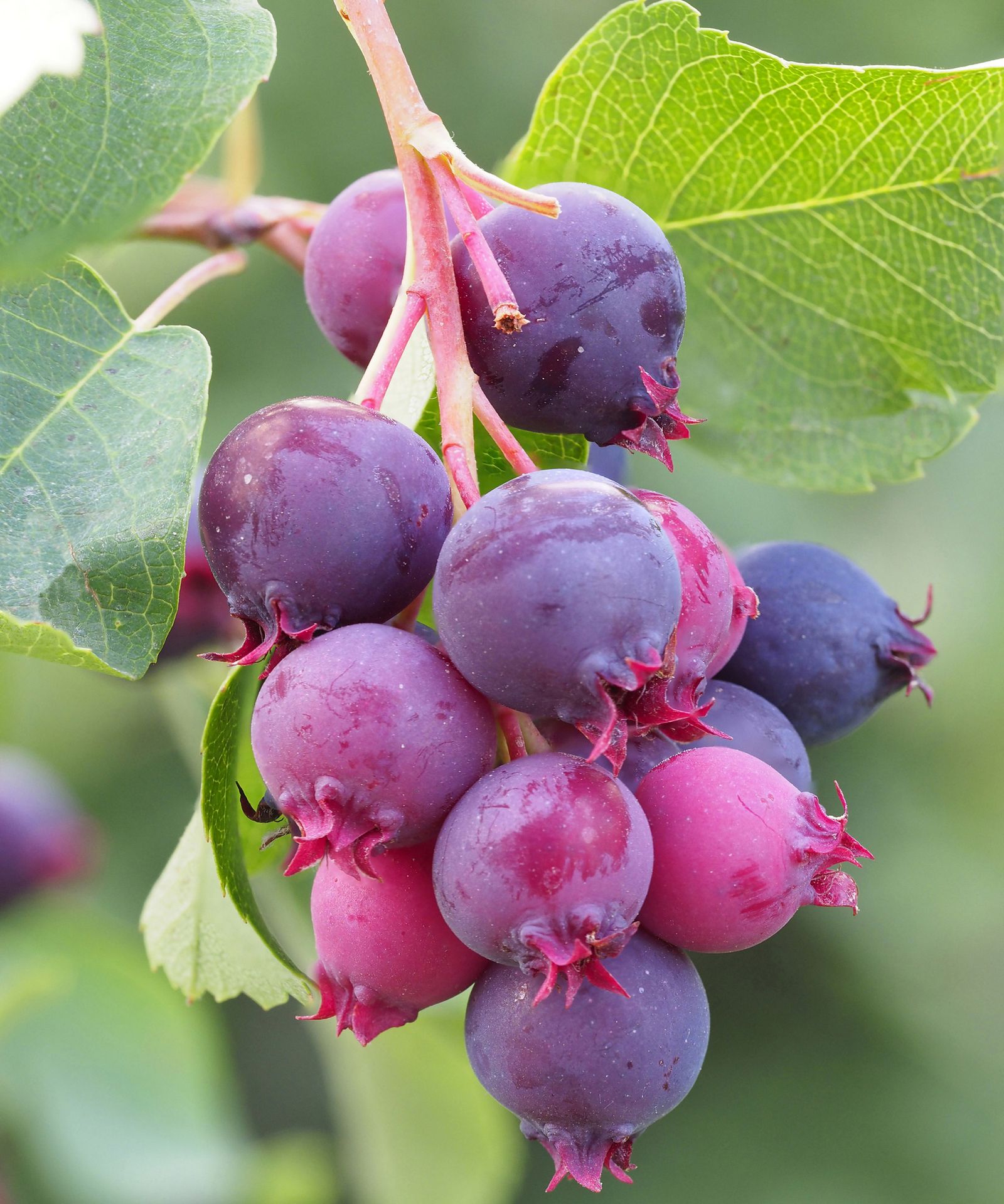 How to grow blueberries: expert tips for these tasty fruits | Gardeningetc