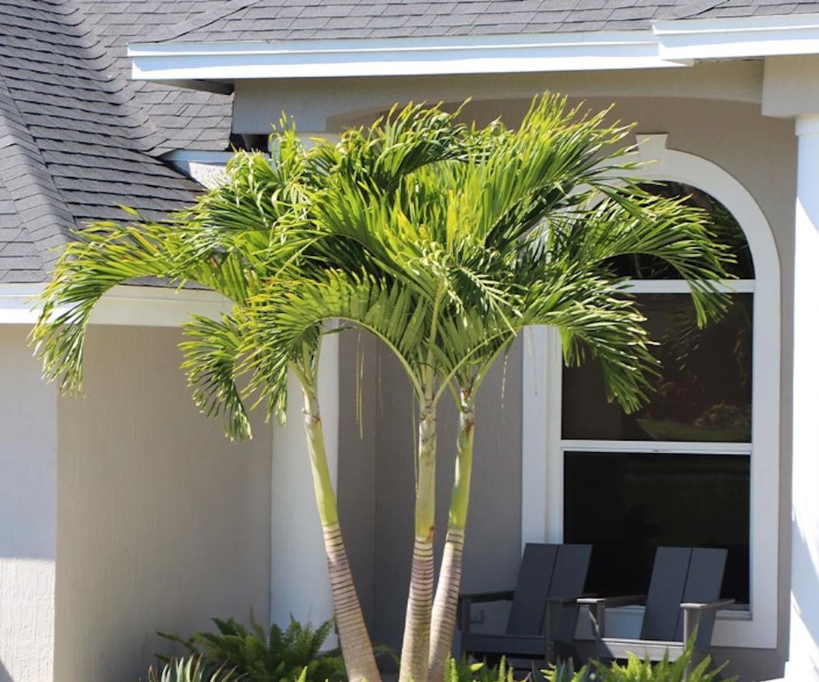 How to grow and care for a Christmas palm tree: expert tips | Homes and ...