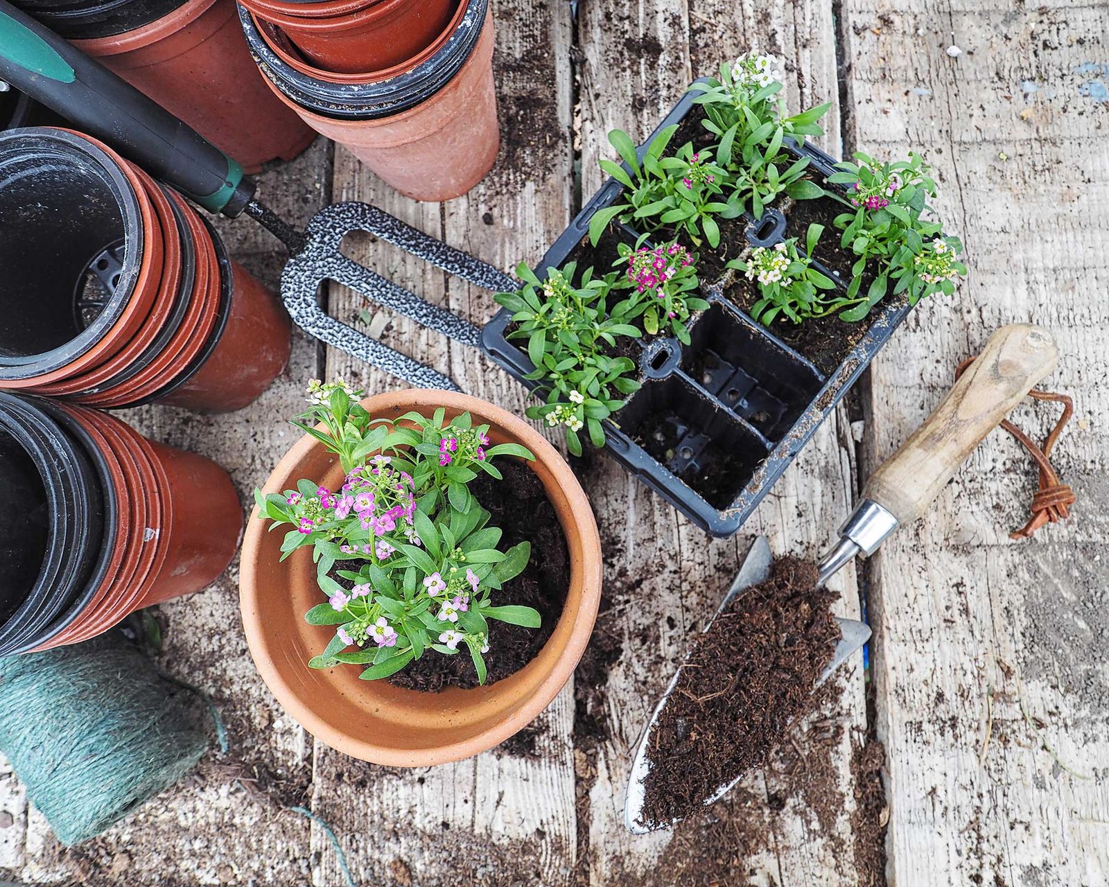 Compost vs mulch: what's the difference and which is best? | Gardeningetc