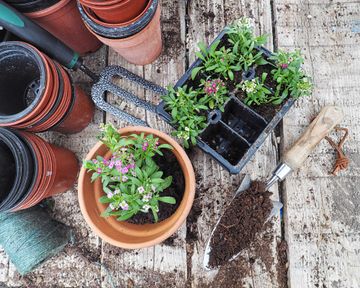 Compost vs mulch: what's the difference and which is best? | Gardeningetc