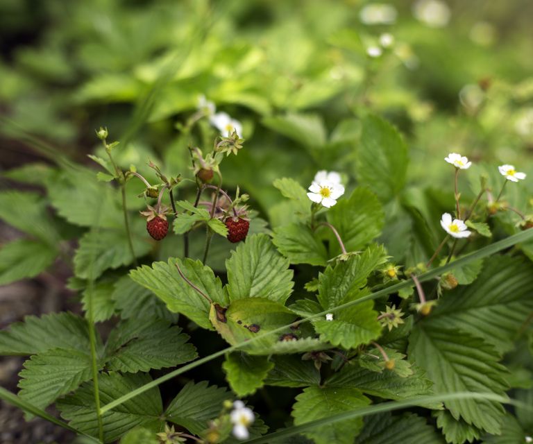 How to grow alpine strawberries: tips for healthy plants | Homes and ...