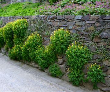 Best cascading plants: 5 joyful plants for pots and retaining walls ...